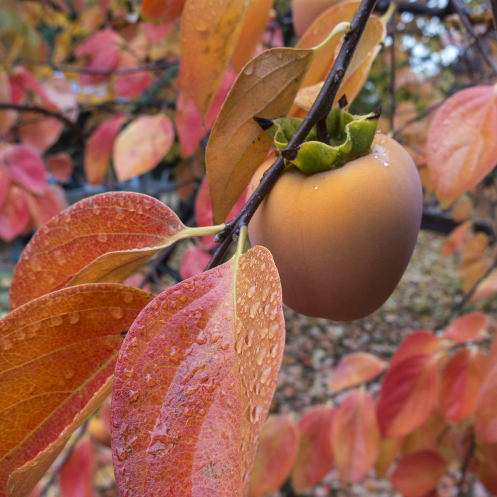 Tree Spotlight: Japanese Persimmon Hachiya - Canopy : Canopy