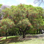 Tree Spotlight: Chinese Pistache - Canopy : Canopy