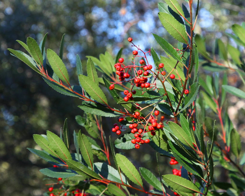 Tree Spotlight: Toyon - Canopy : Canopy