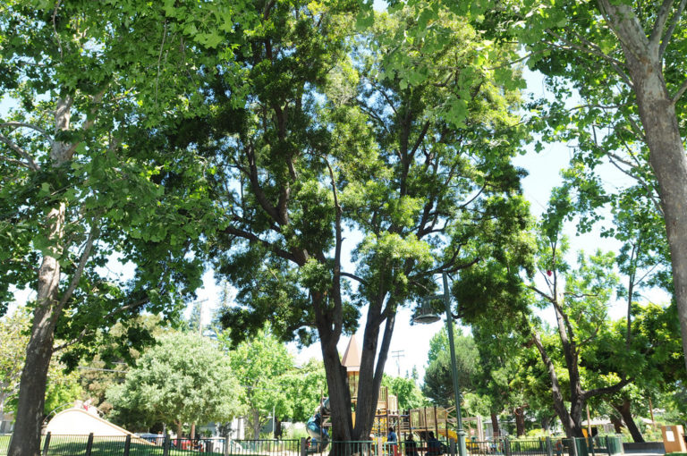 Tree Spotlight: Blackwood Acacia - Canopy : Canopy