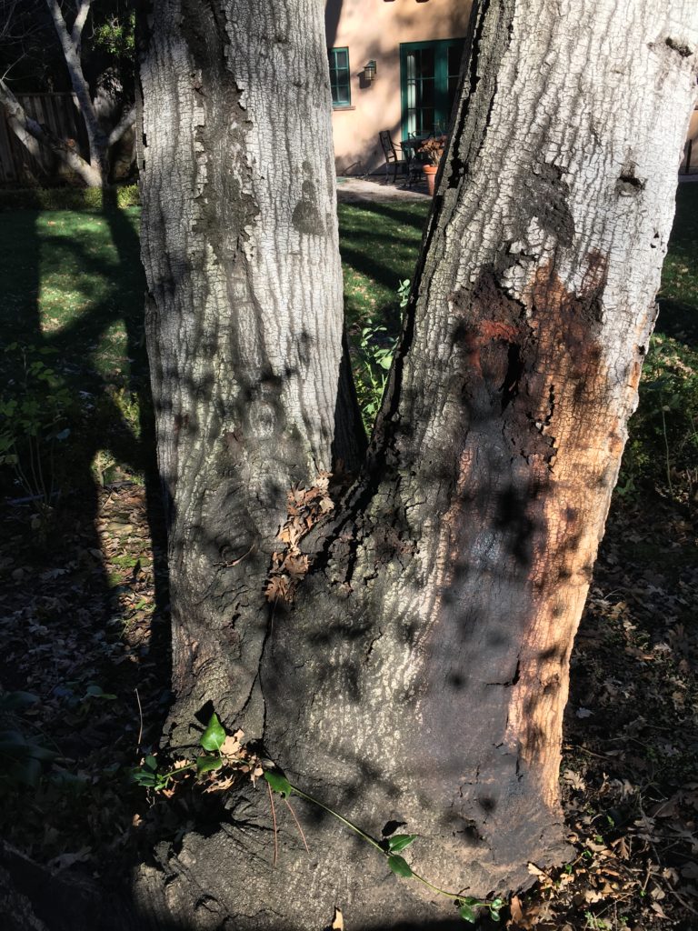 Tree Risk and Assessment for Home Owners - Canopy : Canopy