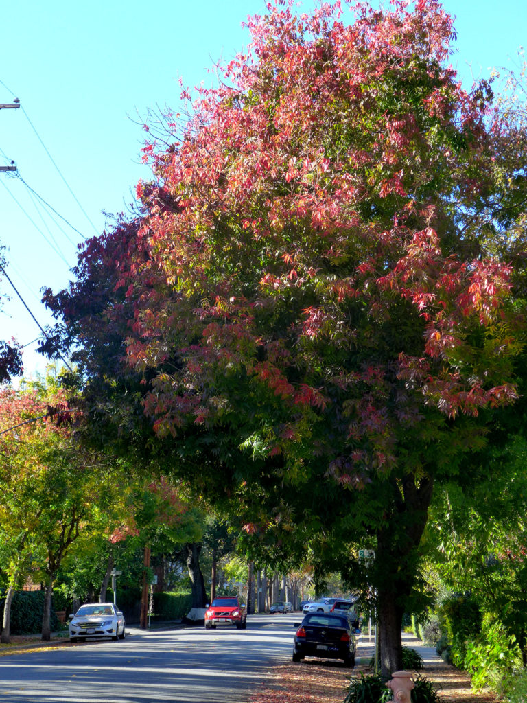 Fall into Color - Canopy : Canopy