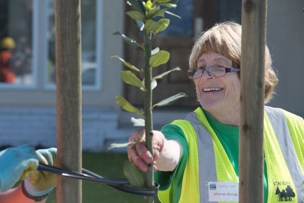 sharon-hudak-kavanaugh - Canopy : Canopy
