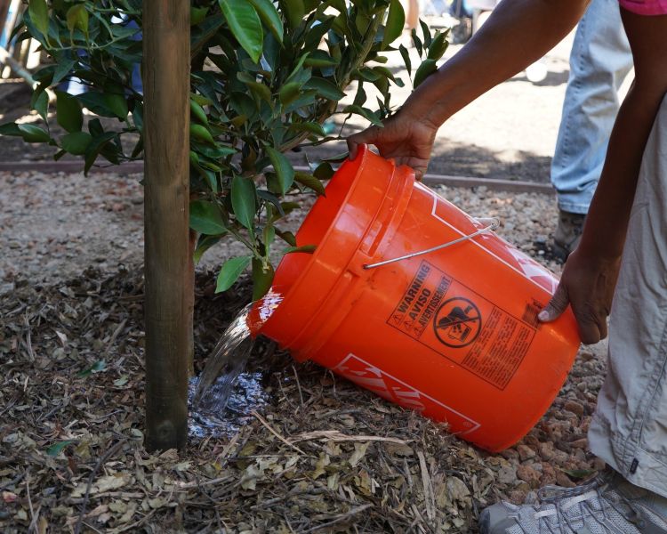 Tree Watering Guidelines - Canopy : Canopy