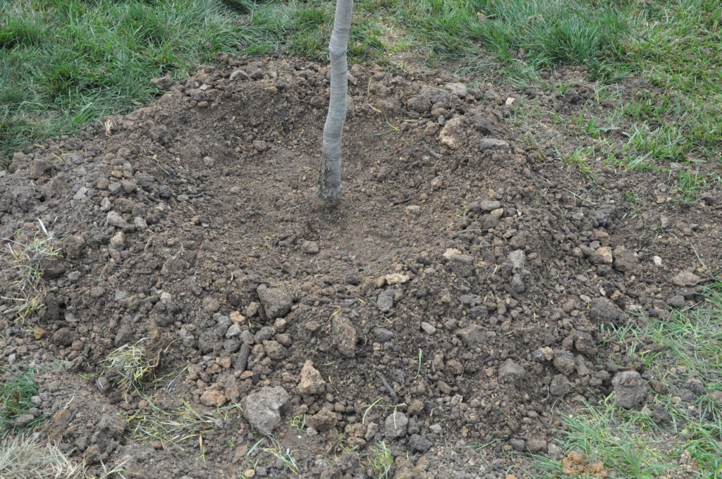 8 Steps to Plant a Tree - Canopy : Canopy