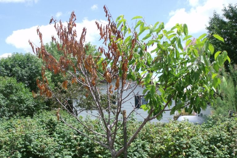 Powdery Mildew: Identification and Treatment to Protect Your Tree ...