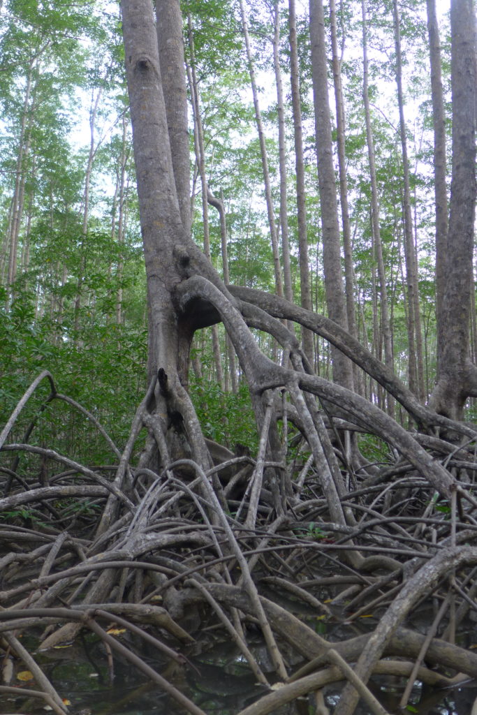 mangrovetree - Canopy : Canopy