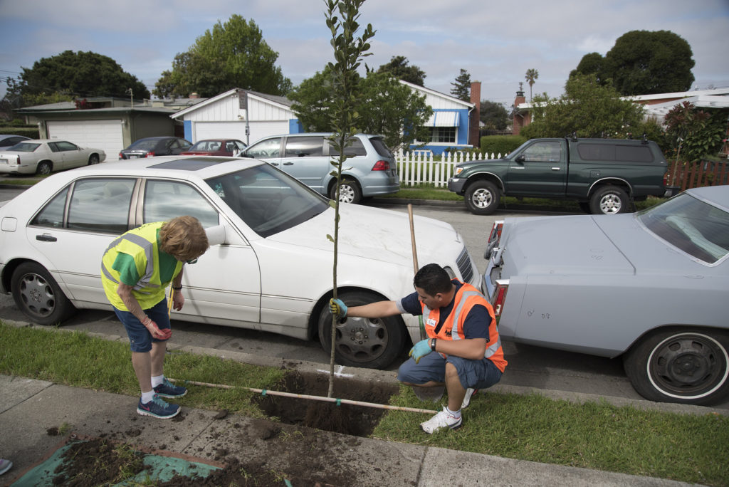 8 Steps to Plant a Tree - Canopy : Canopy