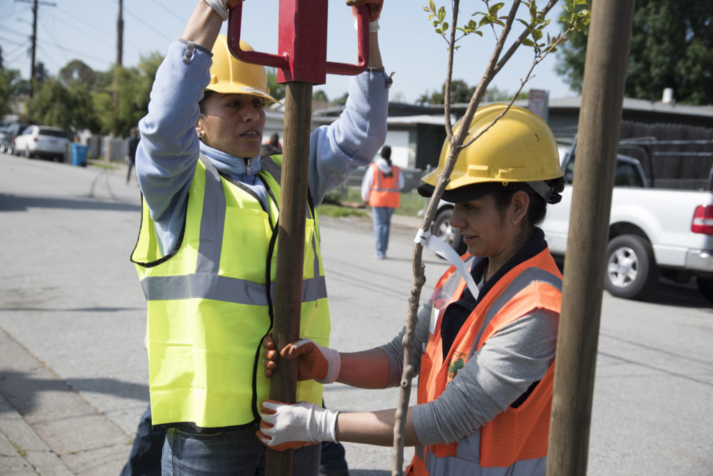 8 Steps to Plant a Tree - Canopy : Canopy